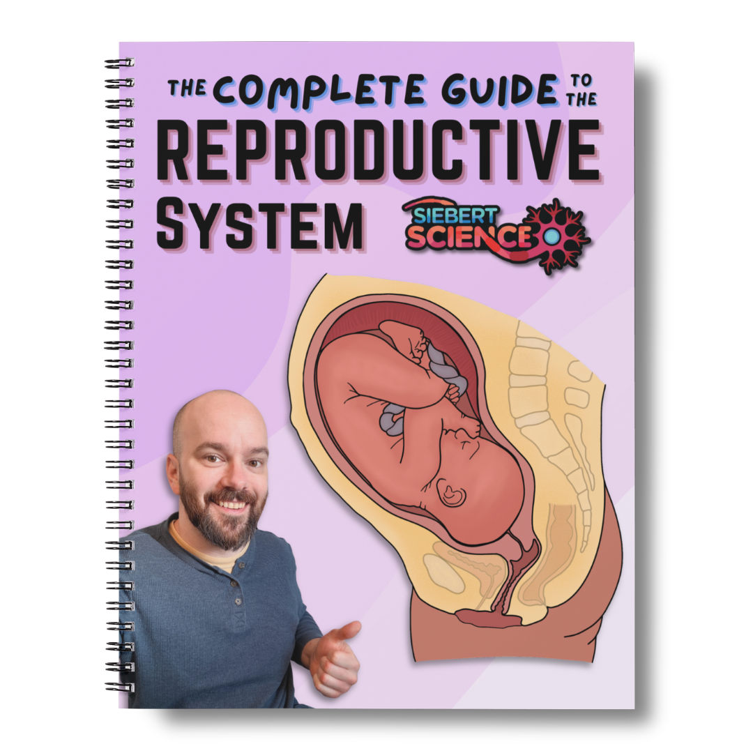 The Complete Guide to the Reproductive System (ebook) – Siebert Science ...