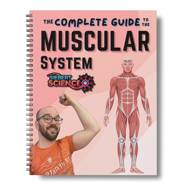 The Complete Guide to the Muscular System (ebook) – Siebert Science Store