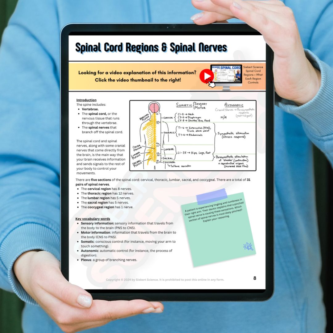 The Complete Guide to the Nervous System (Part 2: Brain, Spinal Cord ...
