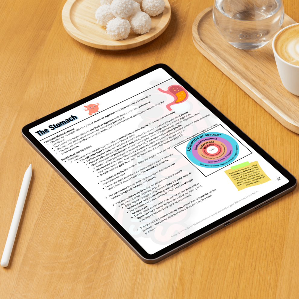 The Complete Guide to the Digestive System (ebook) – Siebert Science Store