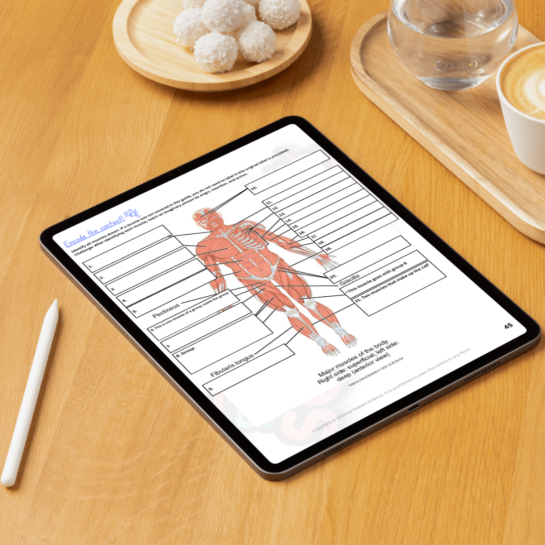 The Complete Guide to the Muscular System (ebook) – Siebert Science Store