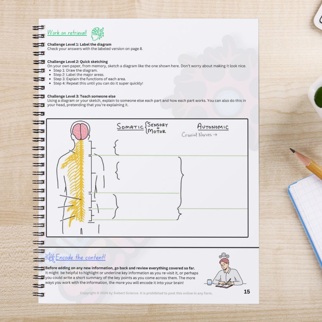 The Complete Guide to the Nervous System (Part 2: Brain, Spinal Cord ...