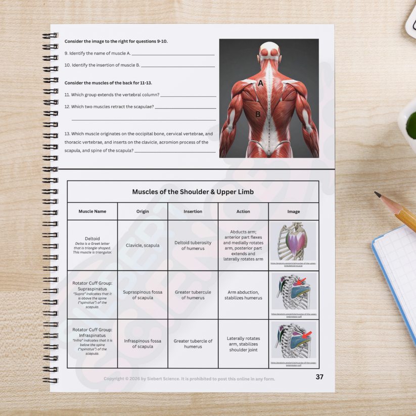 The Complete Guide to the Muscular System (ebook) – Siebert Science Store
