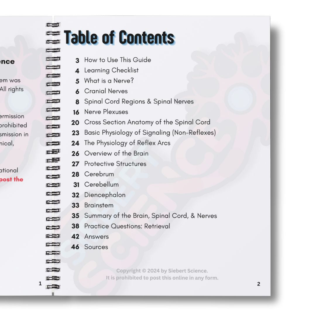 The Complete Guide to the Nervous System (Part 2: Brain, Spinal Cord ...