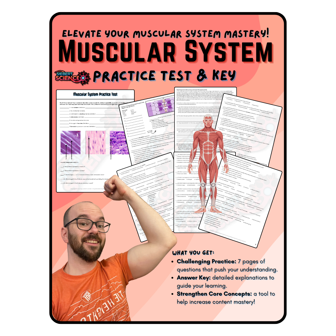 Practice Test - Muscular System – Siebert Science Store