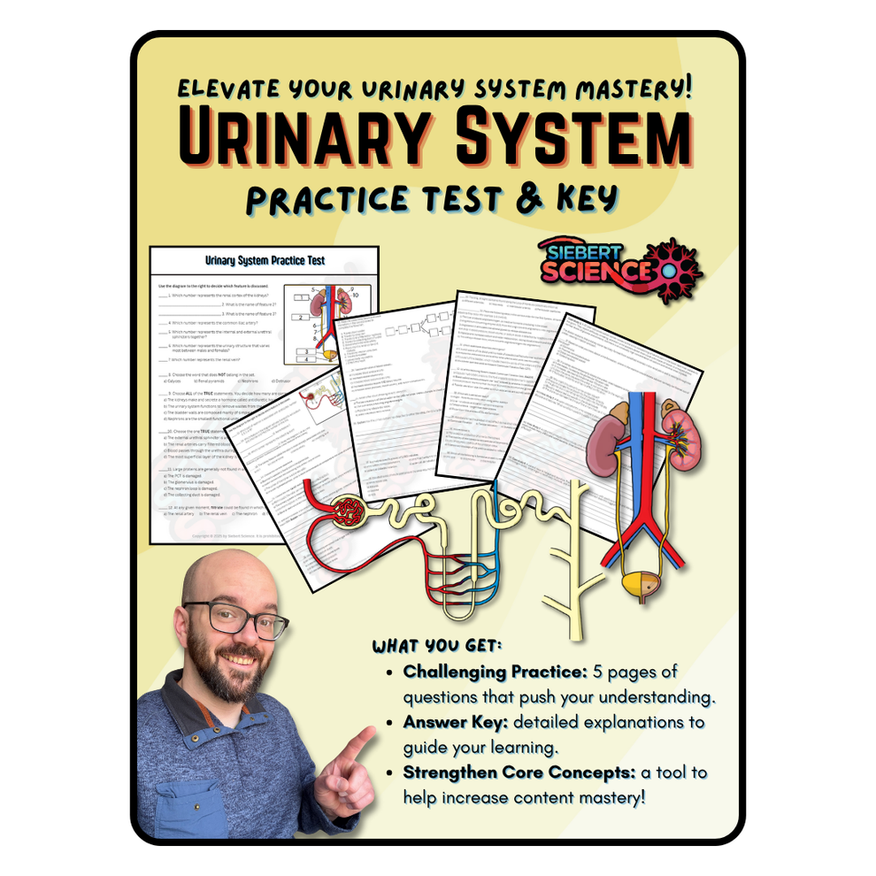Practice Test - Urinary System – Siebert Science Store