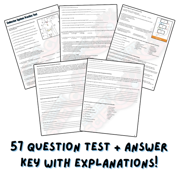 Practice Test - Endocrine System – Siebert Science Store