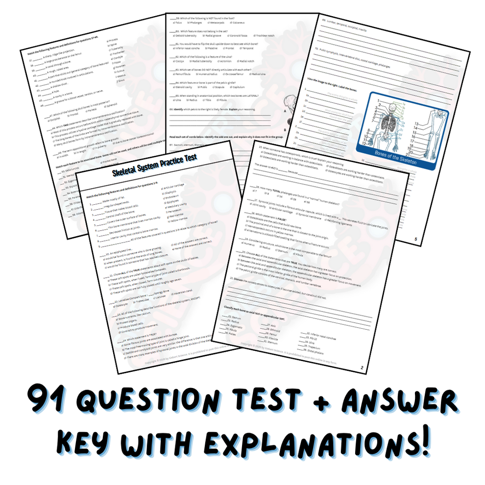 Practice Test - Skeletal System – Siebert Science Store