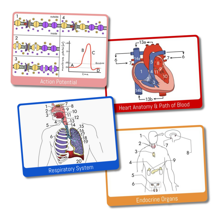 Anatomy & Physiology Study Cards – Siebert Science Store