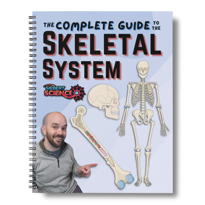 The Complete Guide to the Skeletal System (ebook) – Siebert Science Store