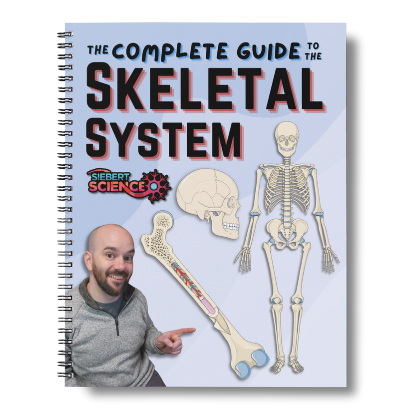 The Complete Guide to the Skeletal System (ebook) – Siebert Science Store